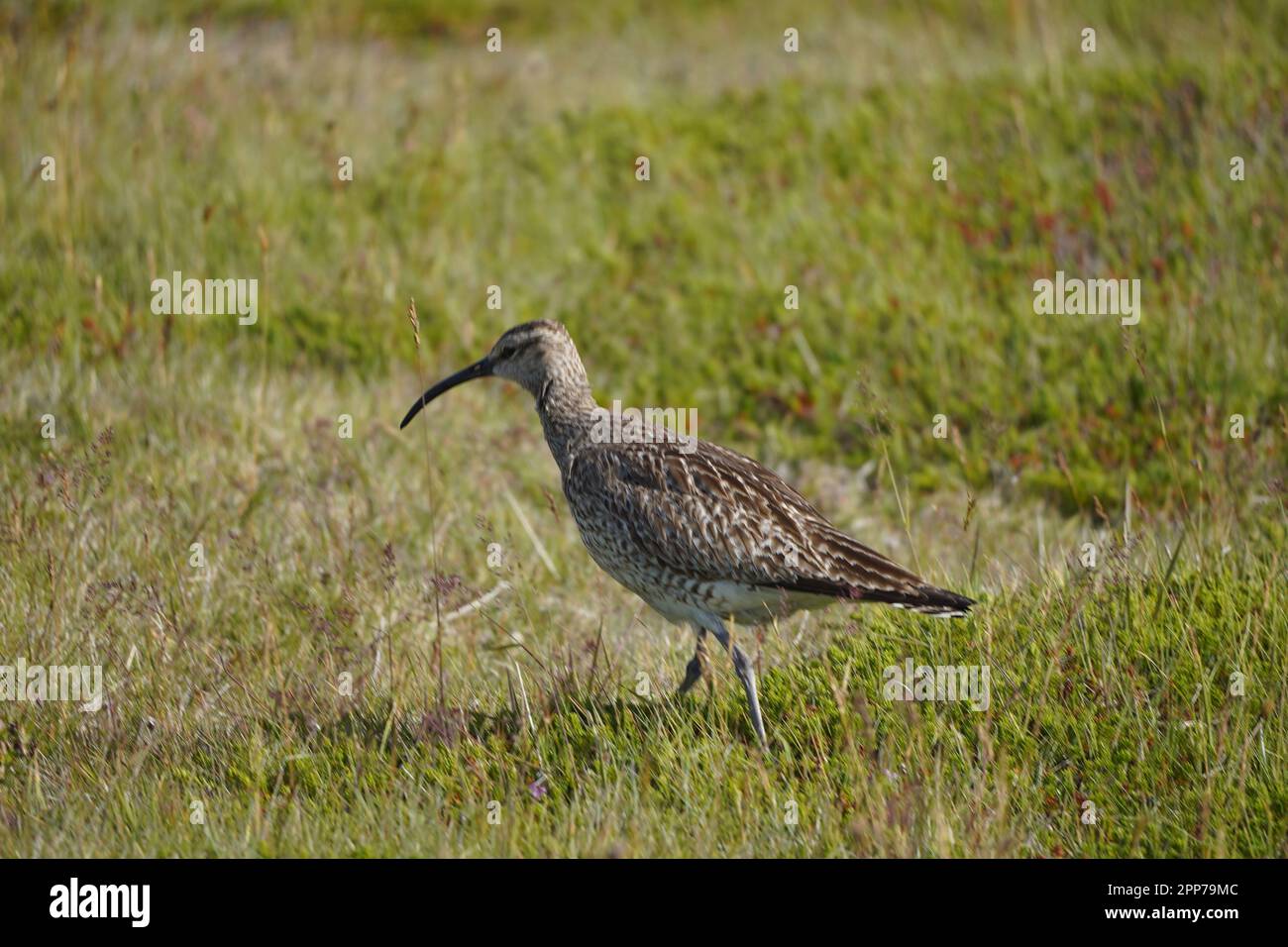 Icelandic seabirds hi-res stock photography and images - Alamy