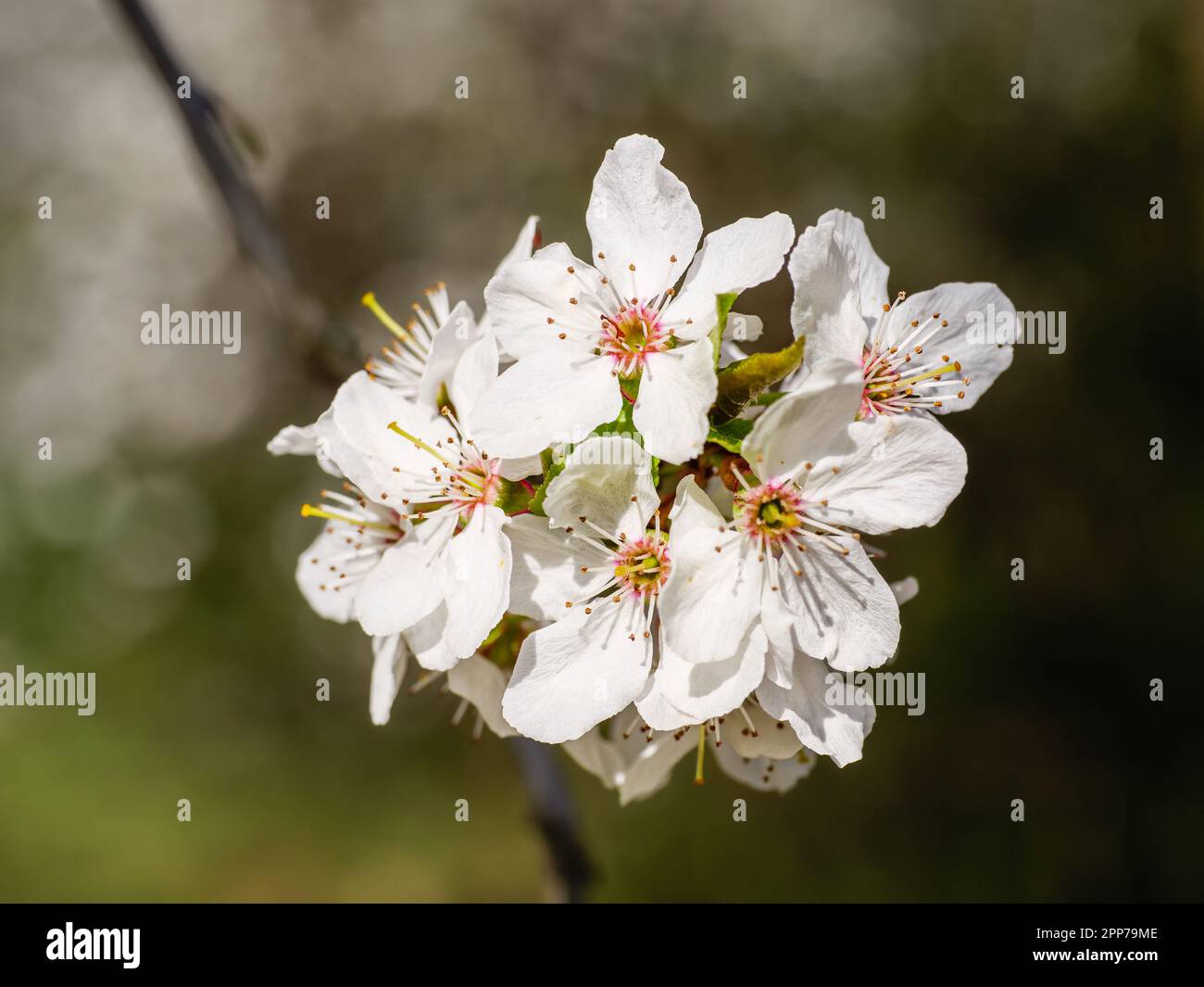 Beautiful flowering tree branch with white flowers, blurred background Stock Photo - Alamy