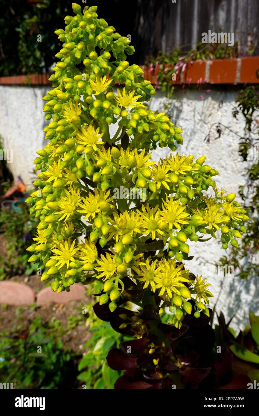 Aeonium arboreum flowering in a Southern California garden , USA. also ...
