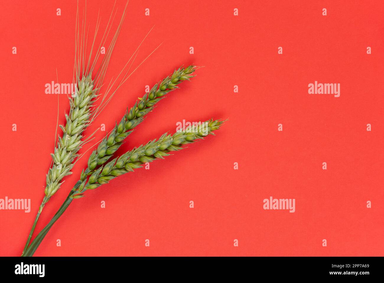 green wheat branches with field lie on a red background Stock Photo - Alamy