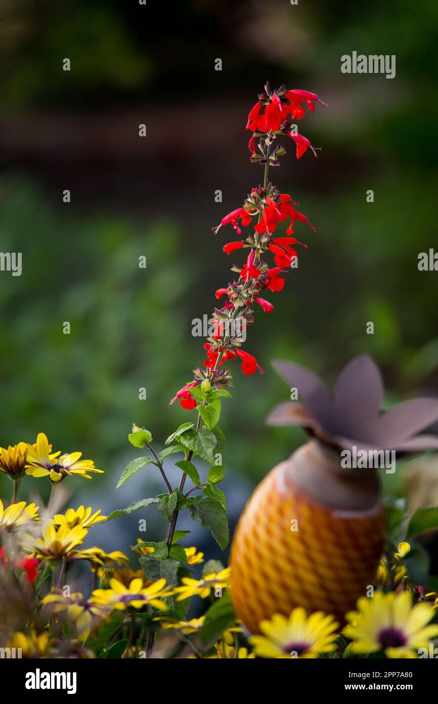 Scarlet sage plant, Salvia coccinea or Salvia splendens, are also known ...
