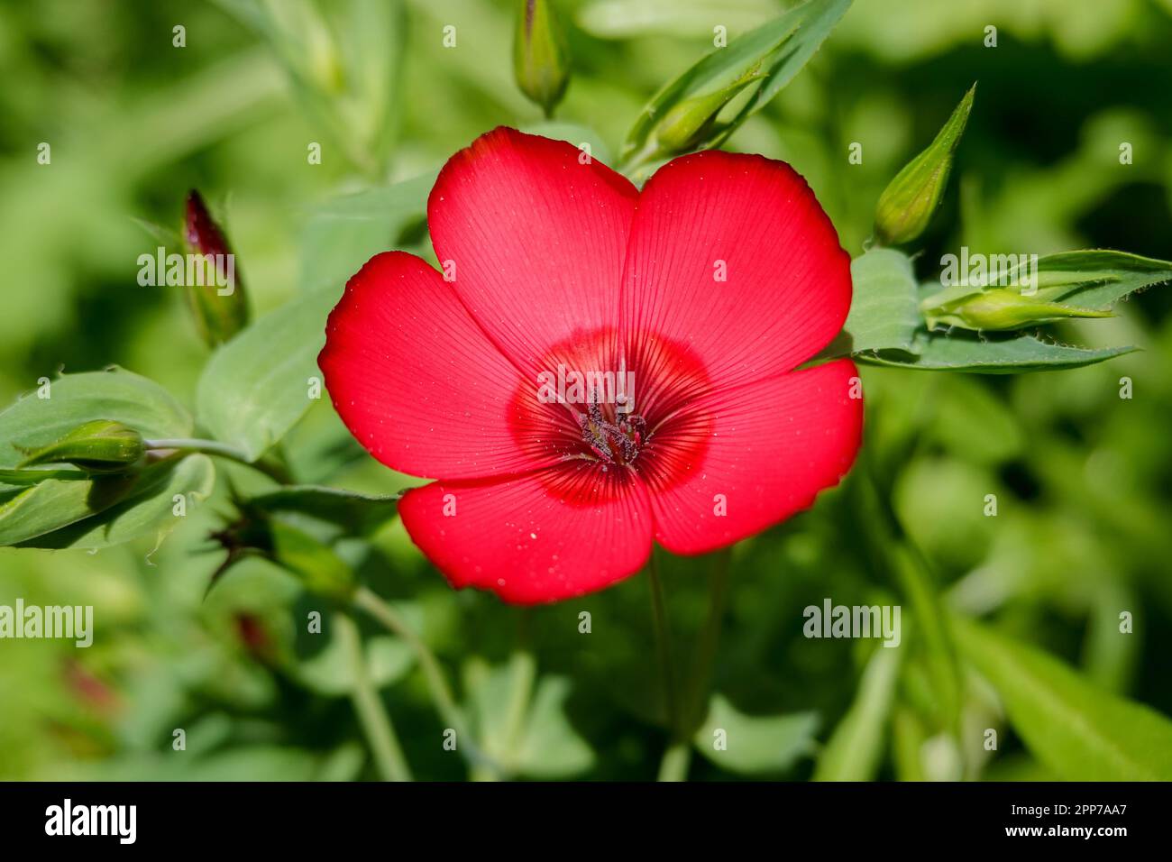 Linum grandiflorum . commonly known as crimson flax, red flax, scarlet flax, growing in a ...