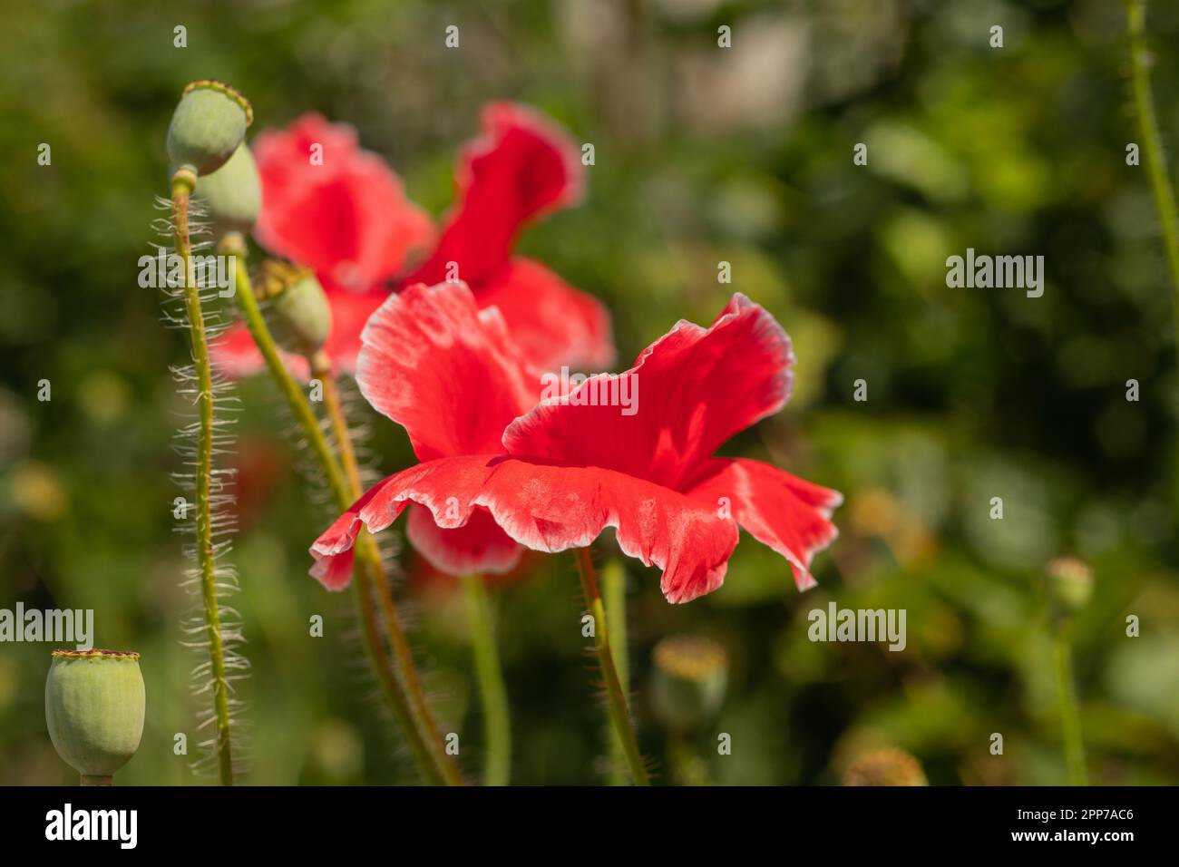 summer poppy flowers in a field in the sun Stock Photo - Alamy