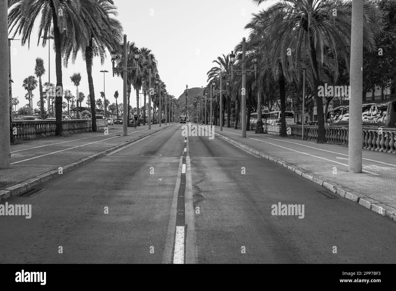 Passeig de Colom Street with Palm Trees in Barcelona, Spain Stock Photo ...