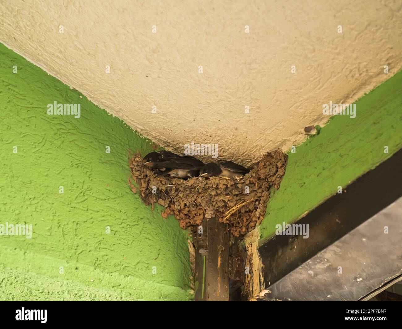 Close-up of small swallow chicks with yellow mouths in nest of balcony ...