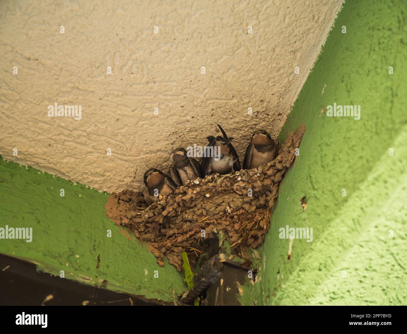 Close-up of small swallow chicks with yellow mouths in nest of balcony ...