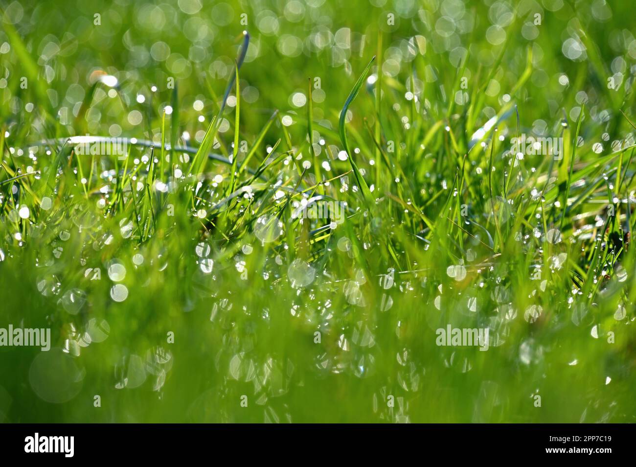 Beautiful nature background with grass and morning dew. Sunbeams of the ...