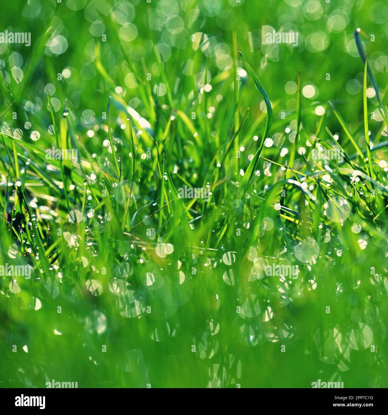 Beautiful nature background with grass and morning dew. Sunbeams of the ...