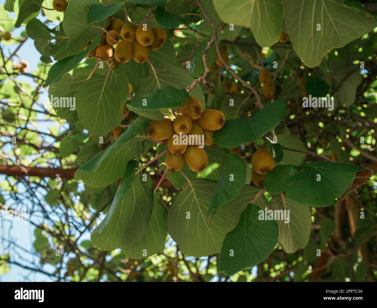 Kiwi picking season. Kiwi on a kiwi tree plantation with with huge ...