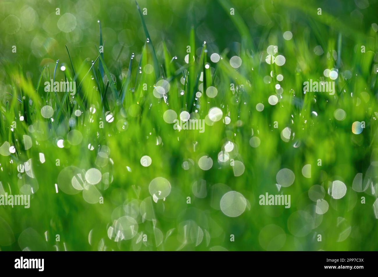 Beautiful nature background with grass and morning dew. Sunbeams of the ...