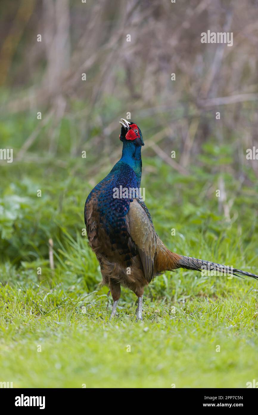 Common pheasant Phasianus colchicus, adult male calling, Suffolk ...