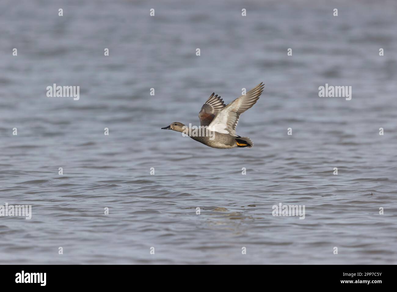 Gadwall Anas strepera, adult male flying, RSPB Minsmere Nature Reserve ...
