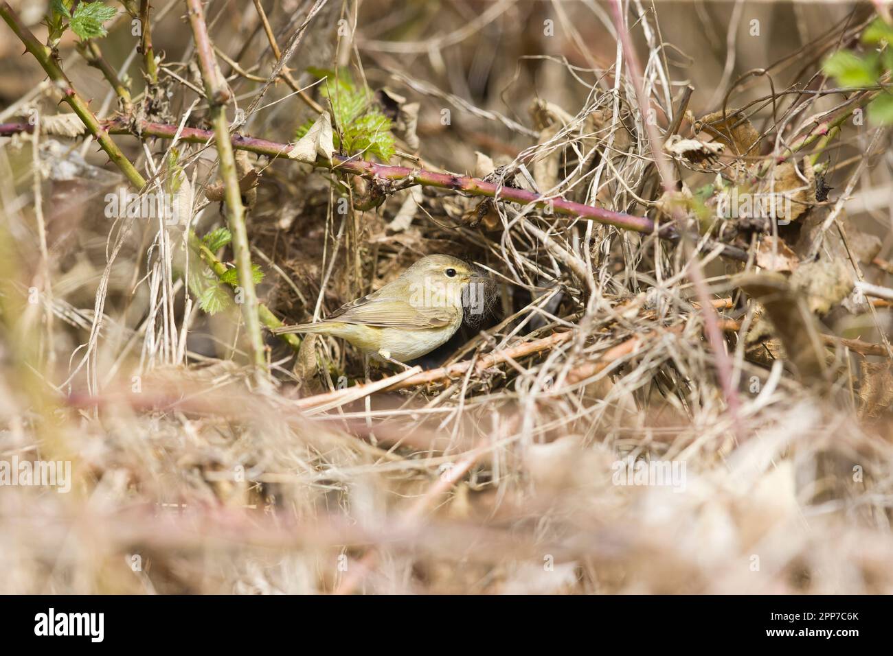 Warblers nest hi-res stock photography and images - Alamy