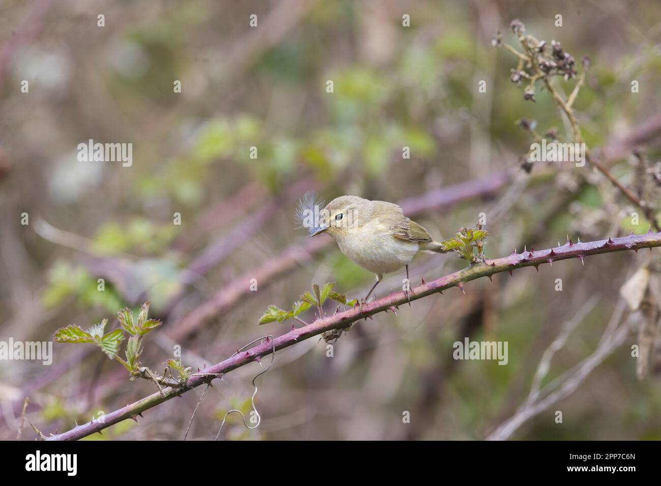 Chiffchaff Phylloscopus collybita, adult female with feather for lining ...