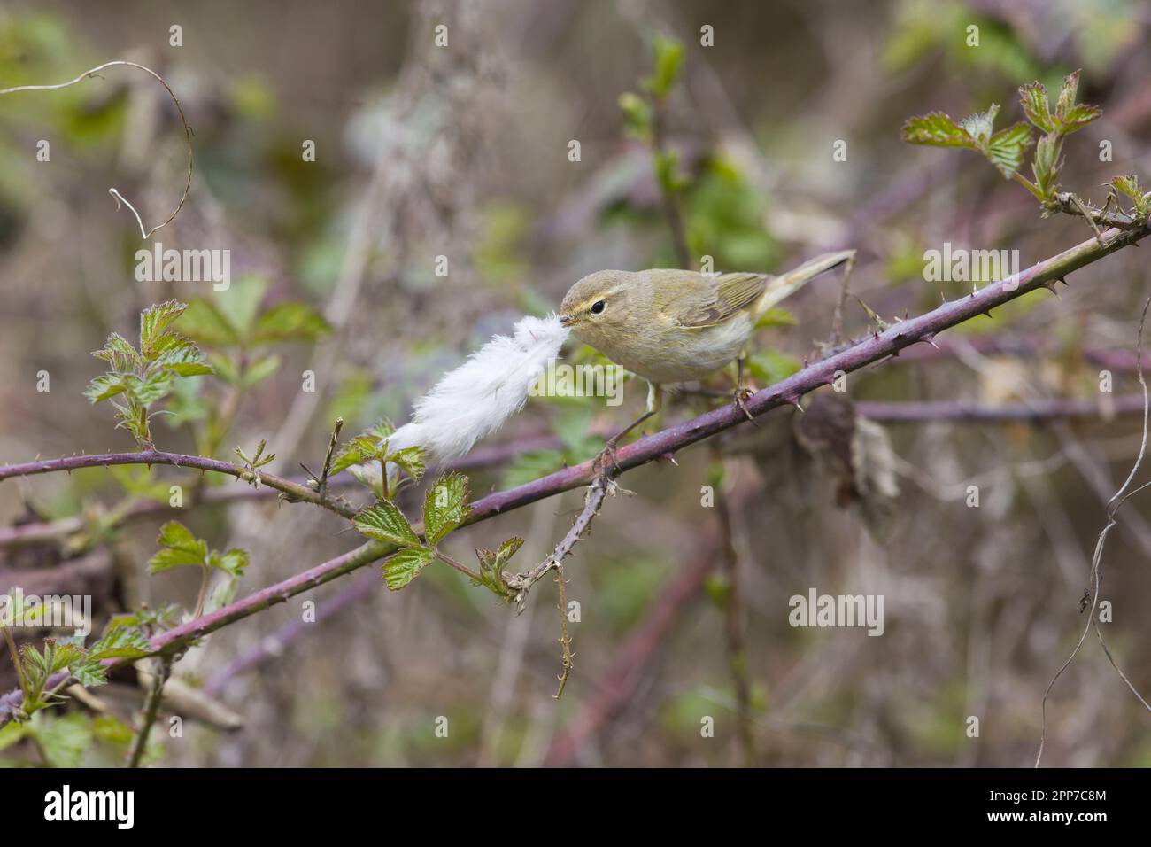 Warblers nest hi-res stock photography and images - Alamy