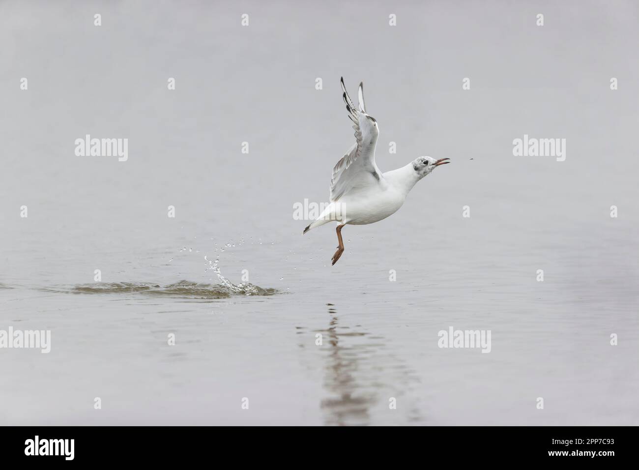 Black-headed gull Larus ridibundus, first summer plumage about to catch ...