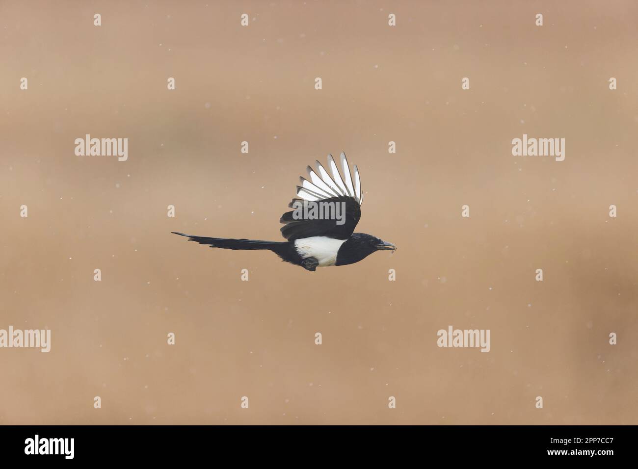 Common magpie Pica pica, adult flying with nest material in beak, RSPB ...