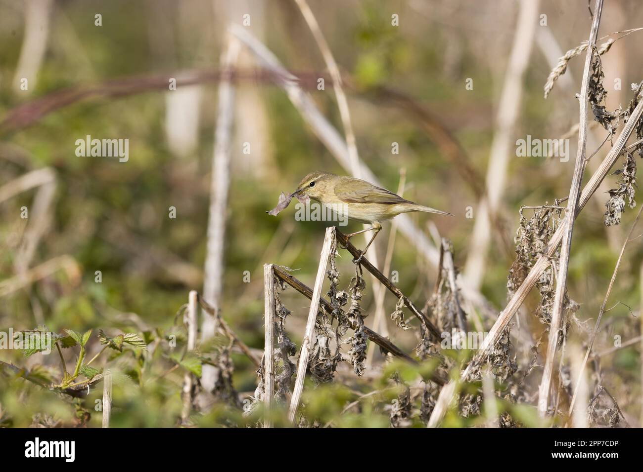 Warblers nest hi-res stock photography and images - Alamy