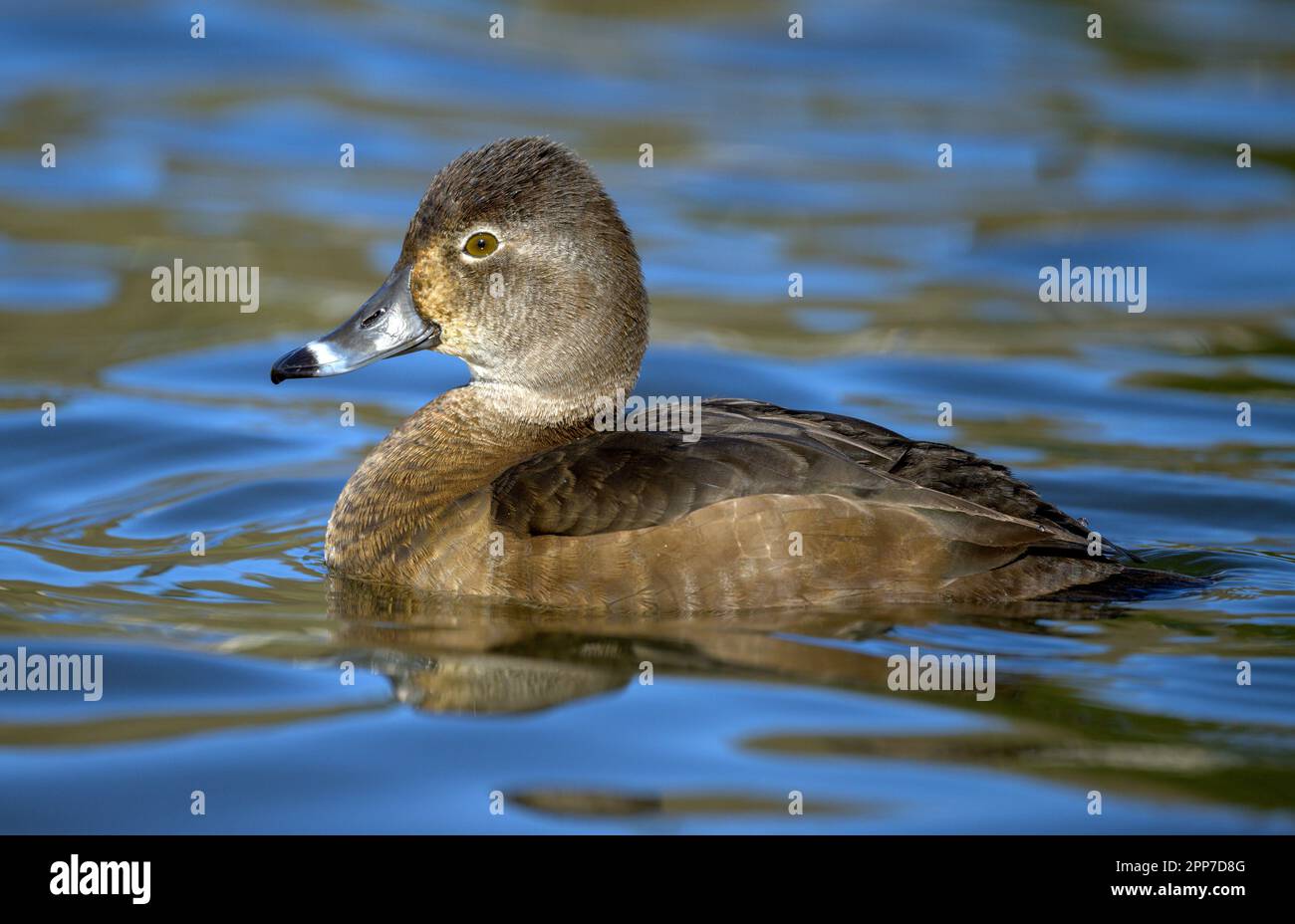 Coronation park and boating lake hi-res stock photography and images ...