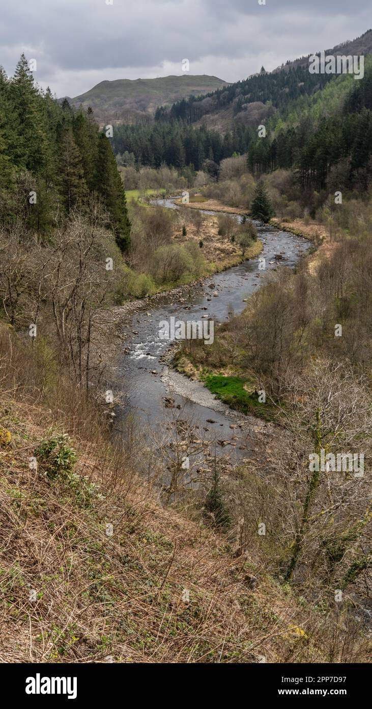 Deforestation due to tree diseases at the Hafod Uchtryd wooded and ...