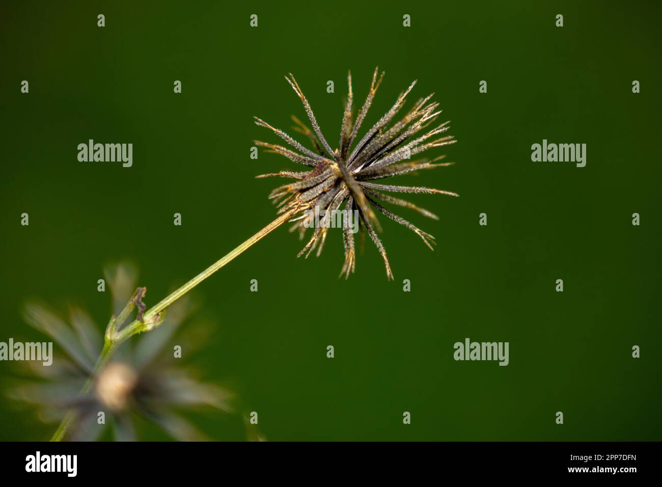Creeping plant known as "picão preto" and "carrapicho" (Bidens pilosa ...