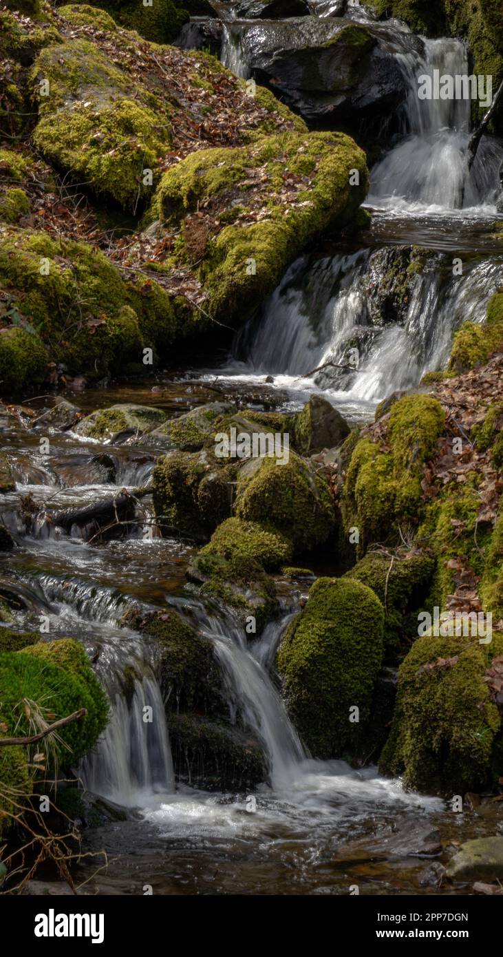 Waterfalls at the Hafod Uchtryd wooded and landscaped estate, in the ...