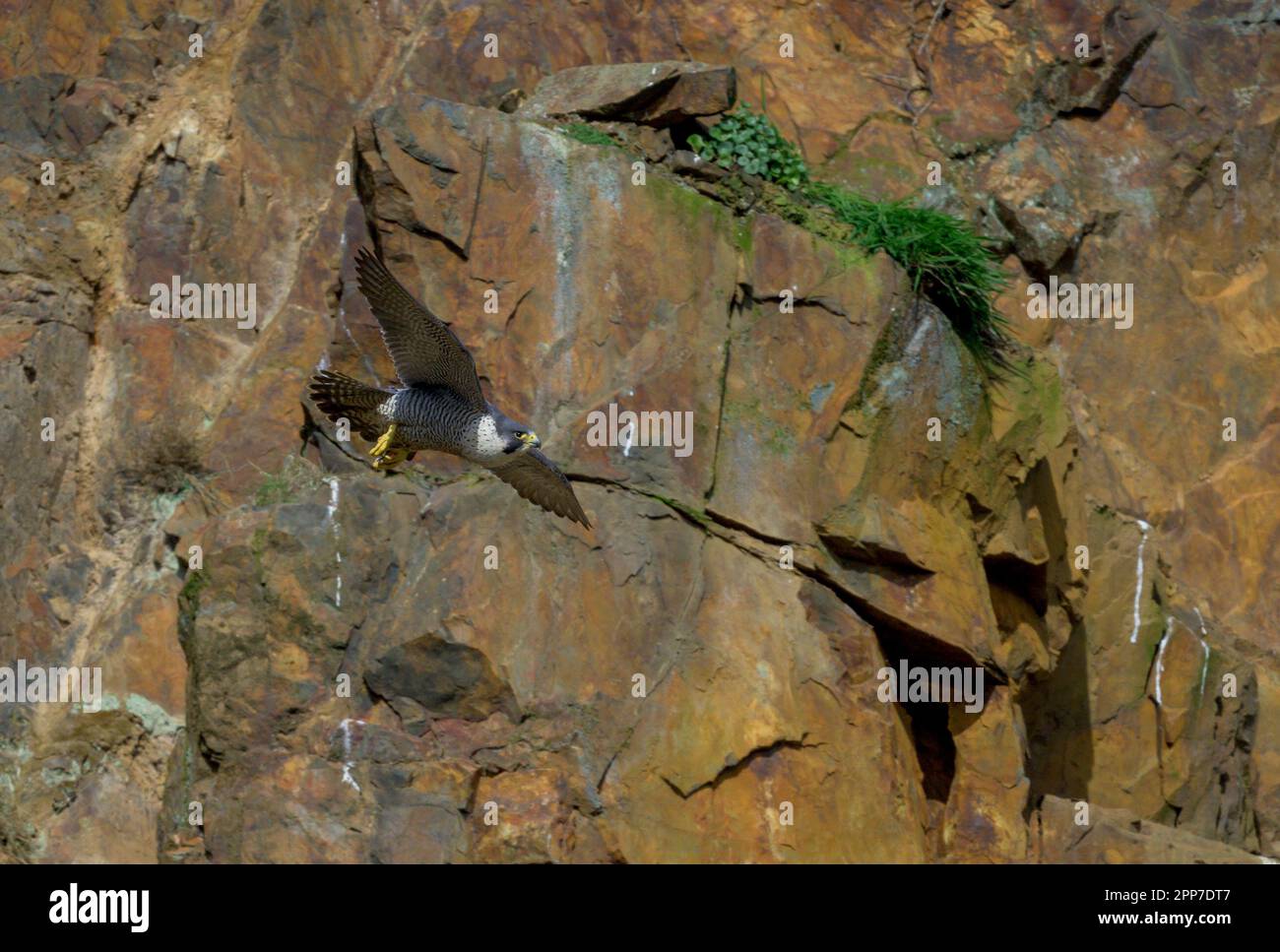 Peregrine Falcon, launching from cliff on spotting potential prey Stock ...