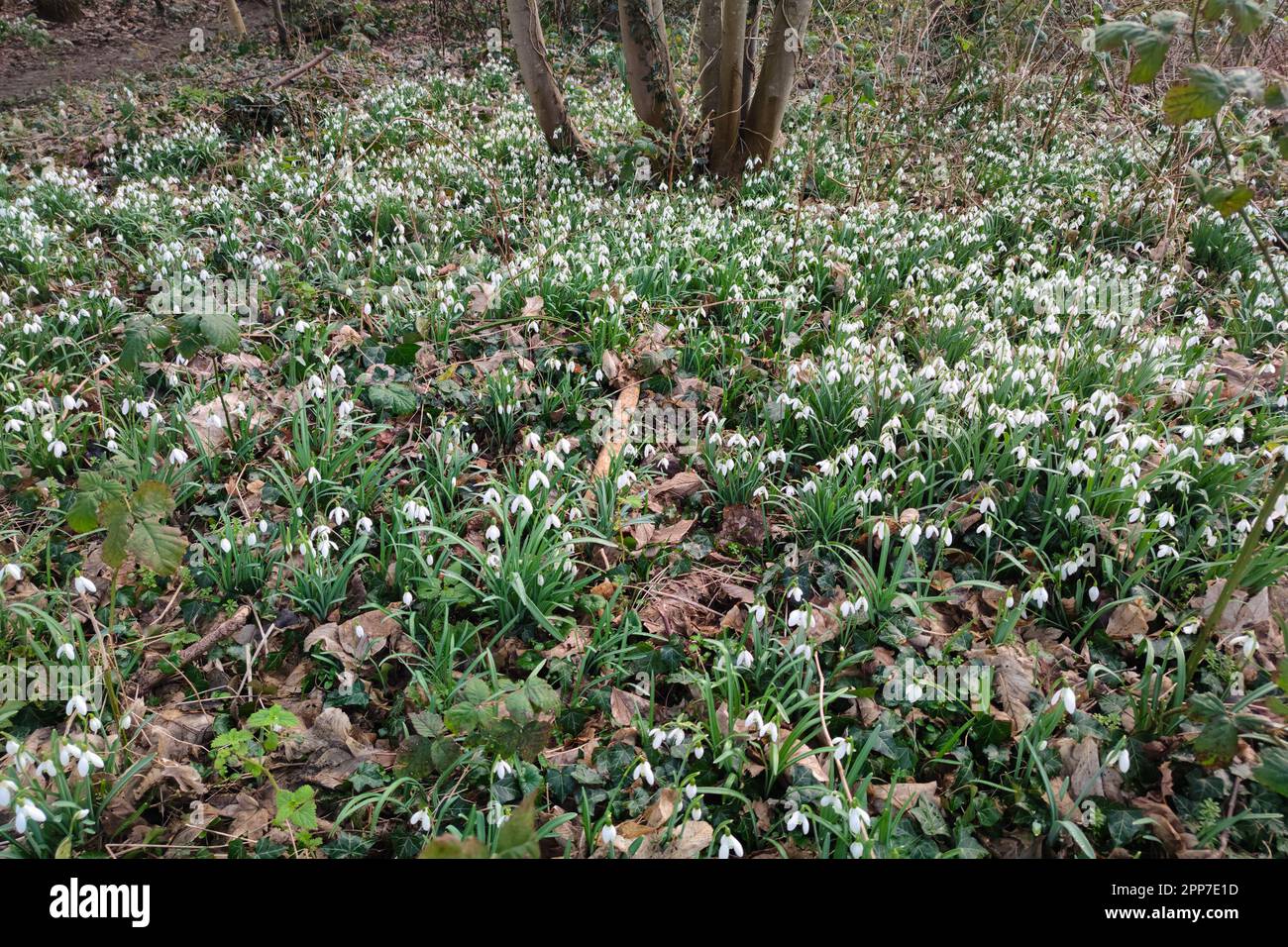 Many common snowdrops (Galanthus nivalis) growing beneath the trees in ...