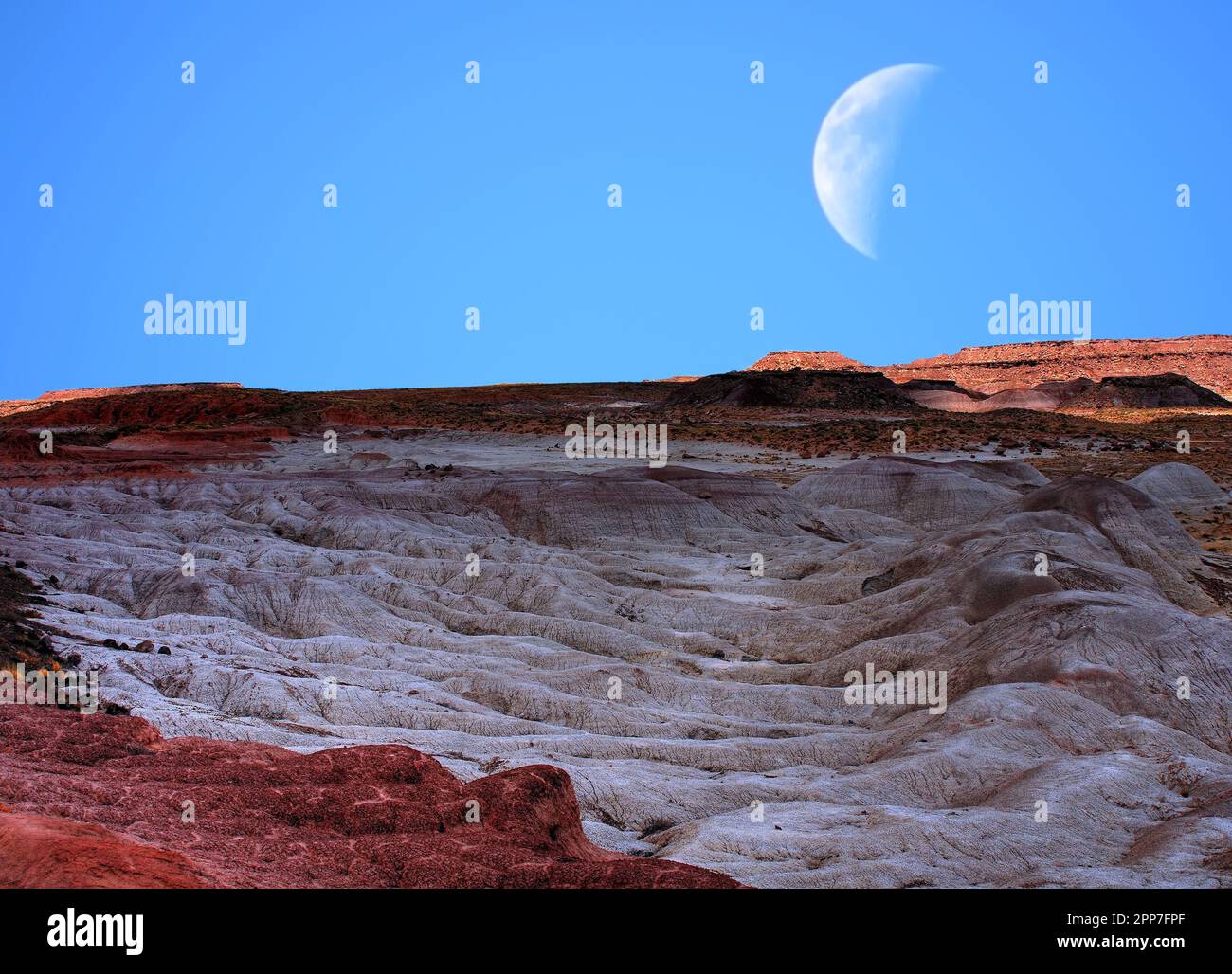 Moon and scenic landscape of ancient petrified trees Stock Photo - Alamy