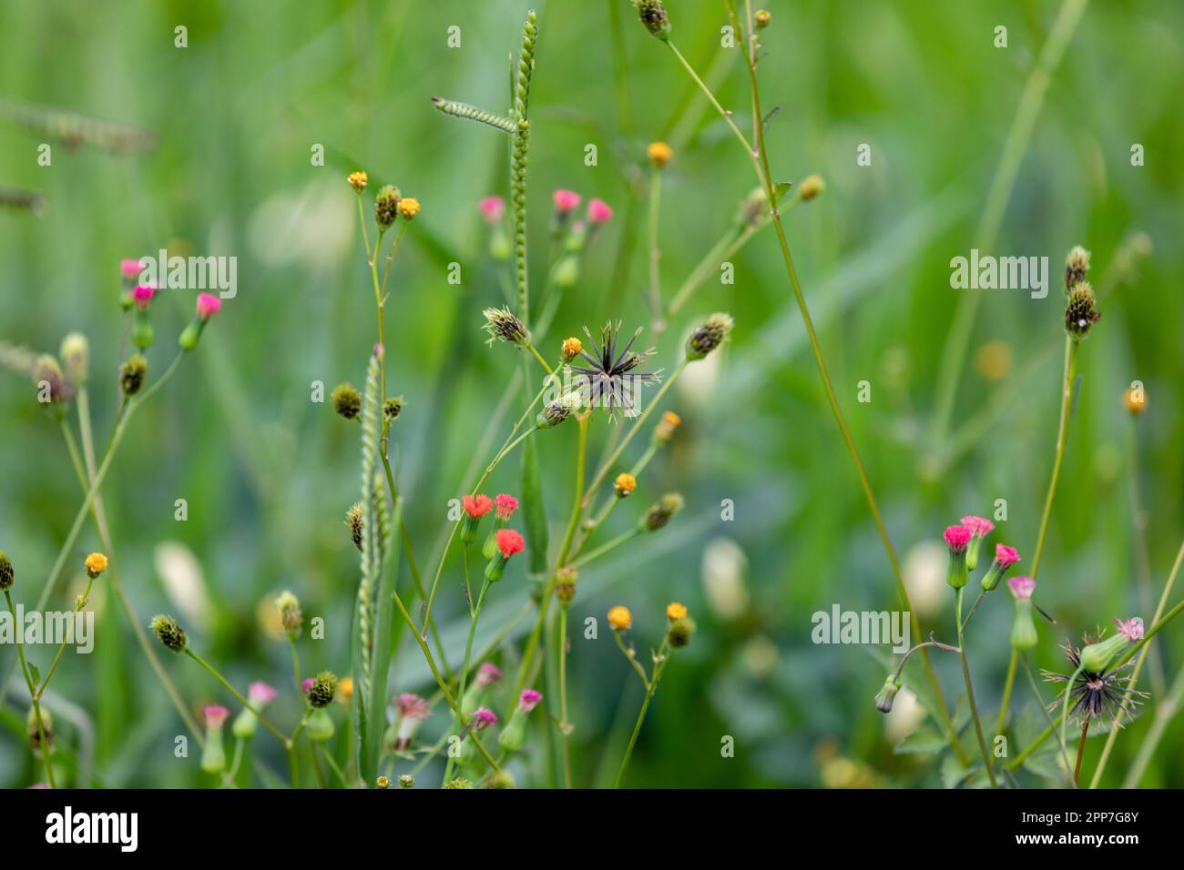 Creeping plant known as "picão preto" and "carrapicho" (Bidens pilosa ...