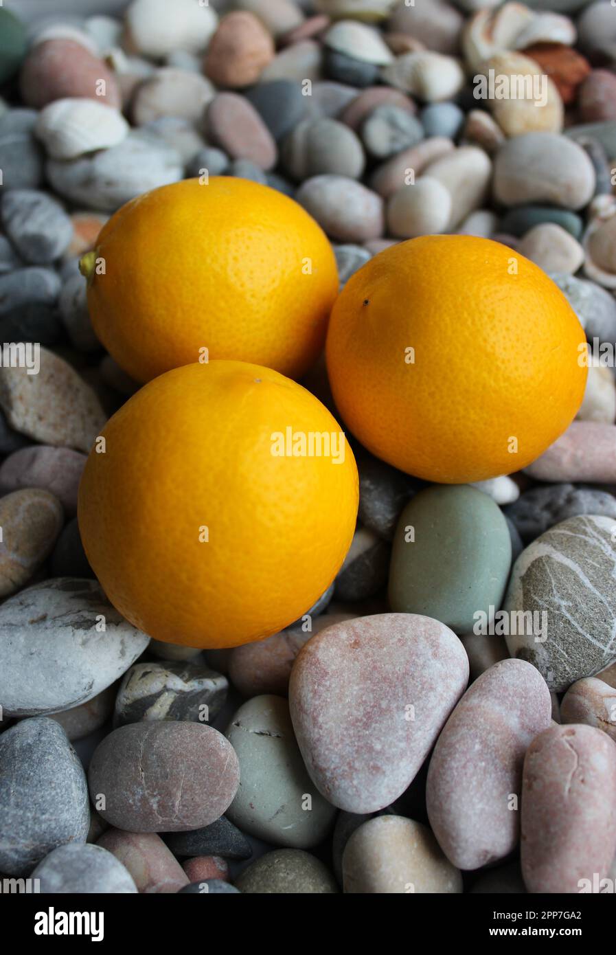 Whole lemon fruits on a smooth pebbles concept for vertical backgrounds ...