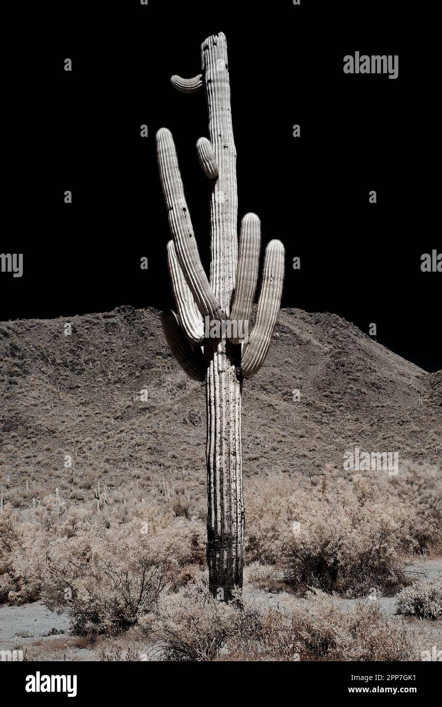 Saguaro cactus in the winter Arizona desert Stock Photo - Alamy