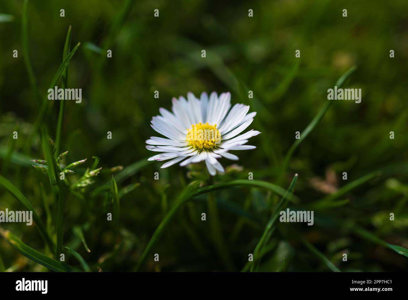 images of wild daisies in the garden with blurred background nature and ...