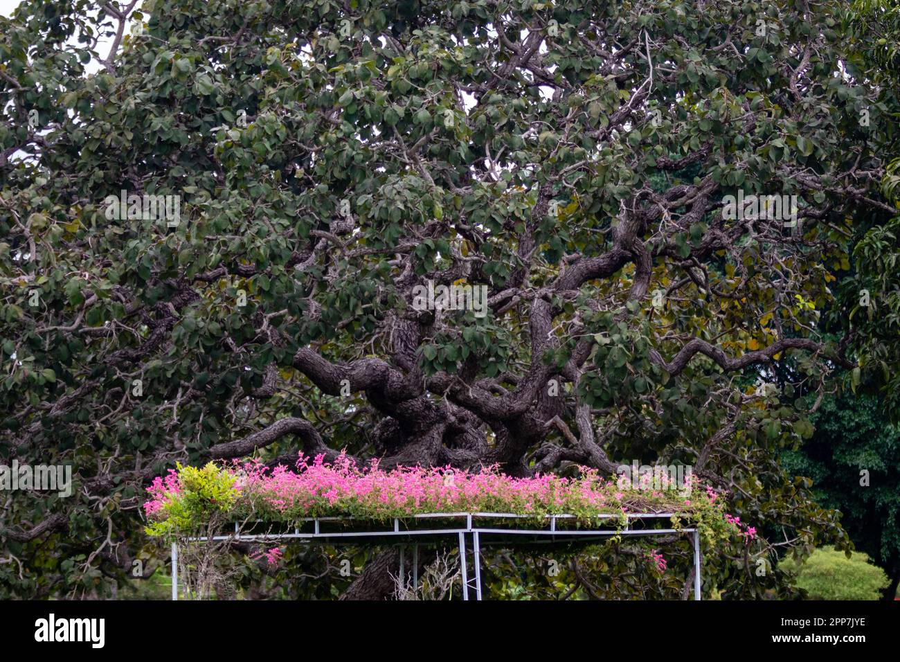 Typical pequi tree (caryocar brasiliense) in the Brazilian cerrado ...
