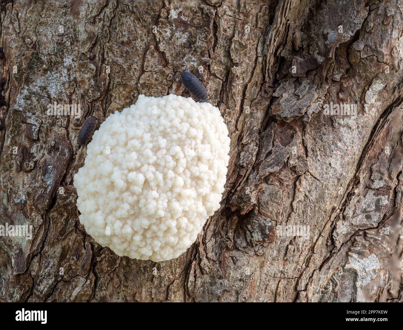 False puffball slime mould enteridium hi-res stock photography and ...