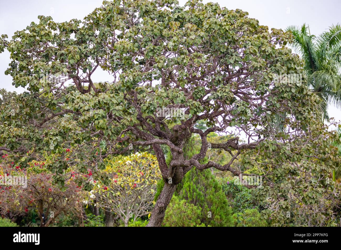 Typical pequi tree (caryocar brasiliense) in the Brazilian cerrado ...