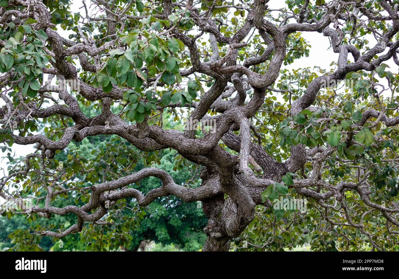 Typical pequi tree (caryocar brasiliense) in the Brazilian cerrado ...