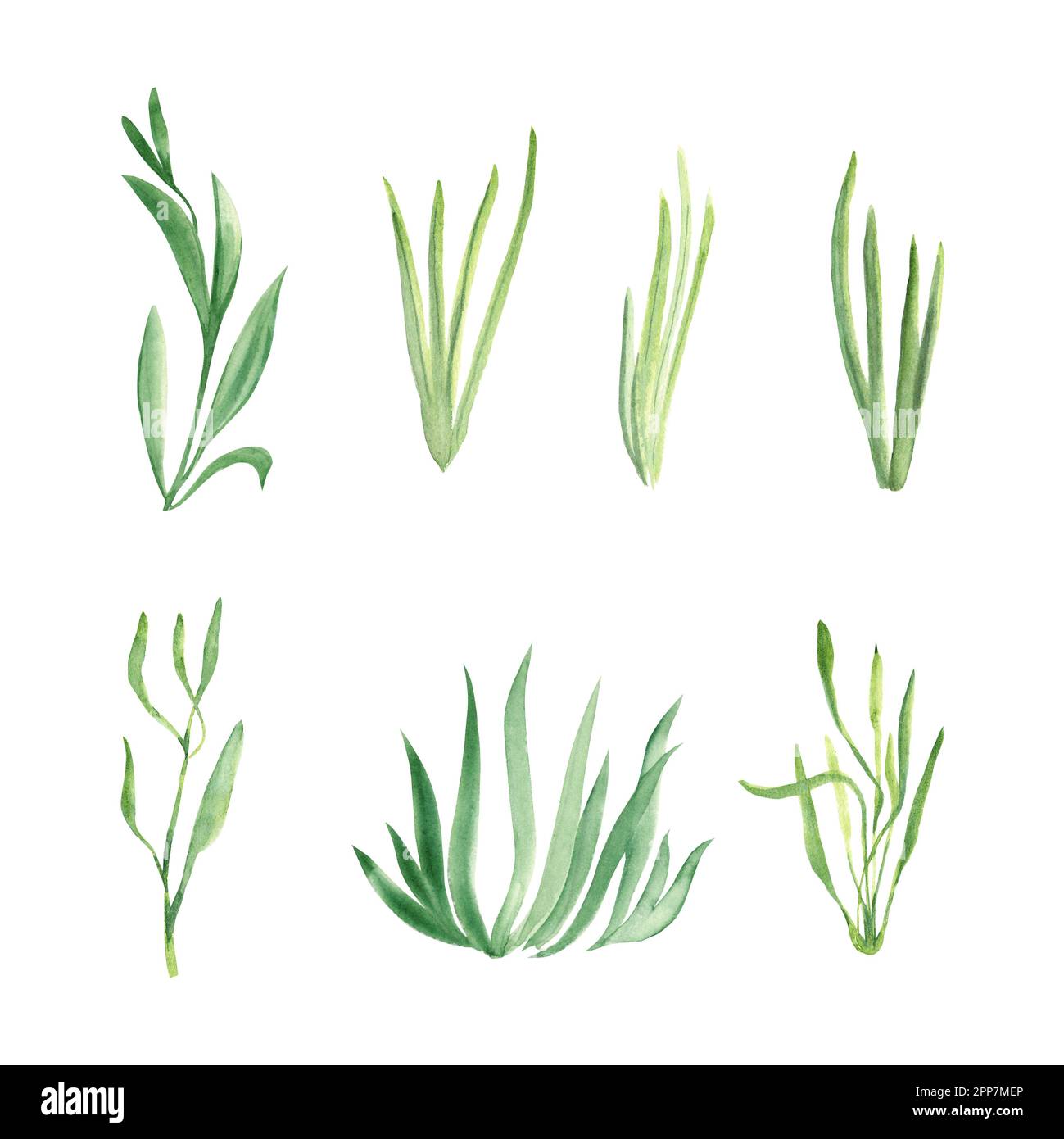 Watercolor green grass set. Hand drawn illustration on white background ...