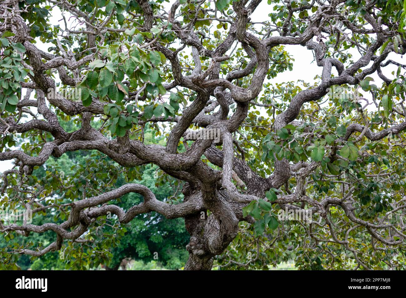 Typical pequi tree (caryocar brasiliense) in the Brazilian cerrado ...