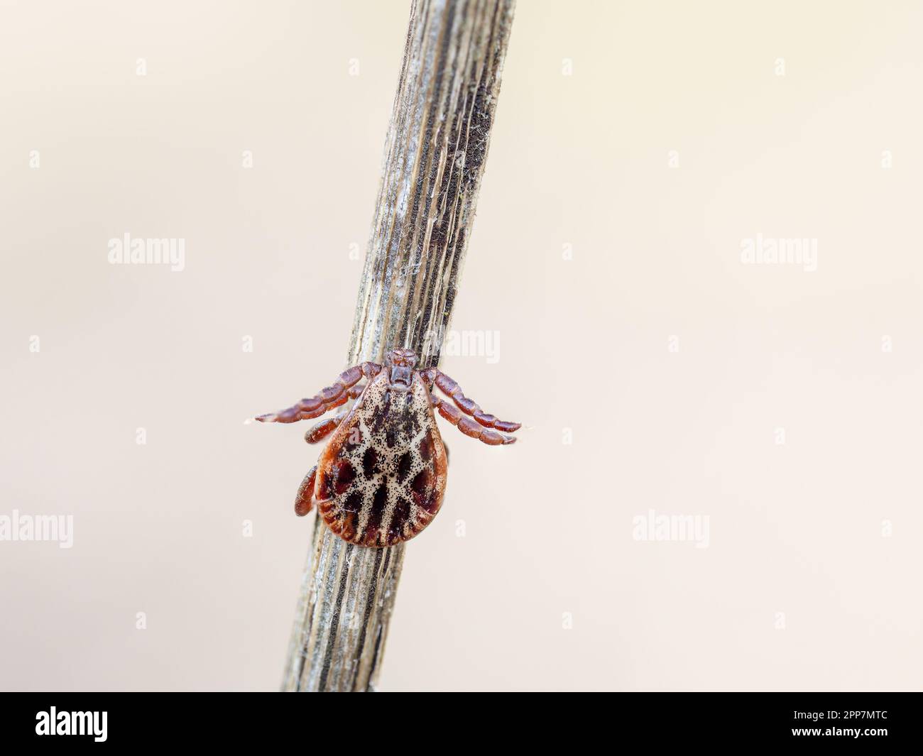 Dermacentor reticulatus tick insect on stem against white background ...