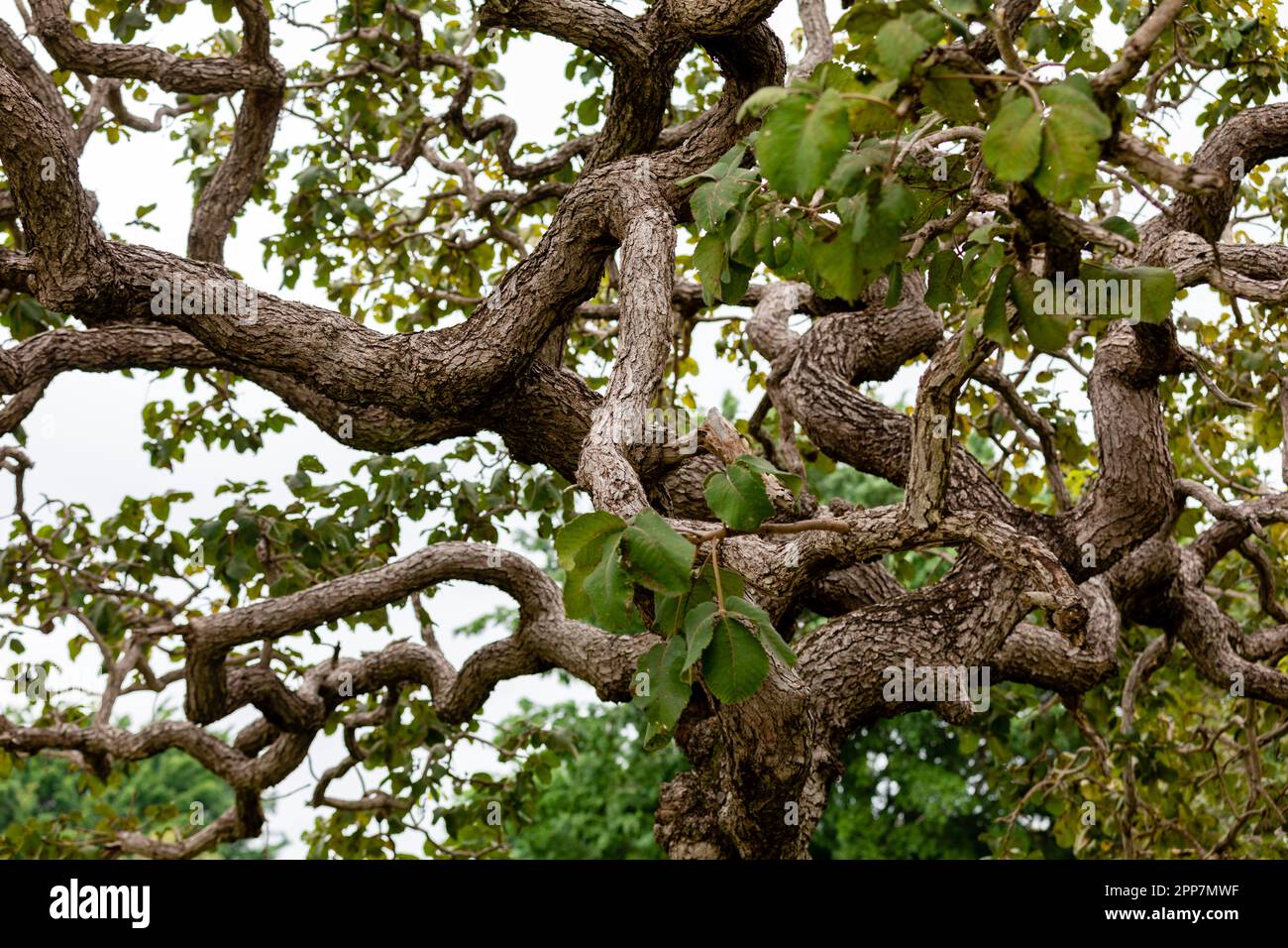 Typical pequi tree (caryocar brasiliense) in the Brazilian cerrado ...