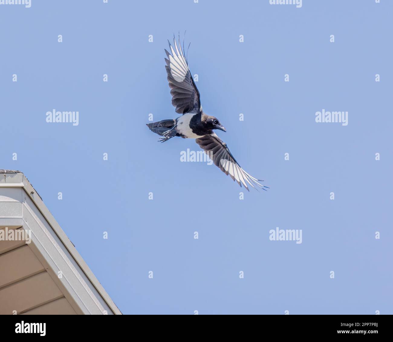 Magpie flying from a roof top Stock Photo - Alamy