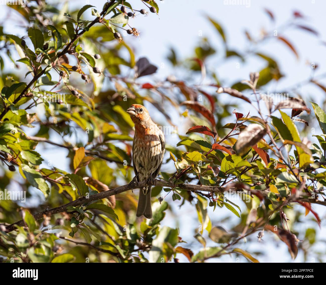 Orange house finch hi-res stock photography and images - Alamy