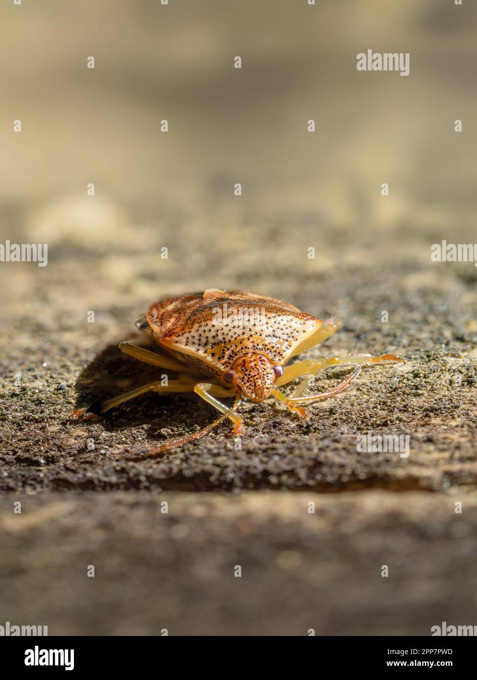 Shield bug aka Stink bug facing camera. Macro shot with good face ...