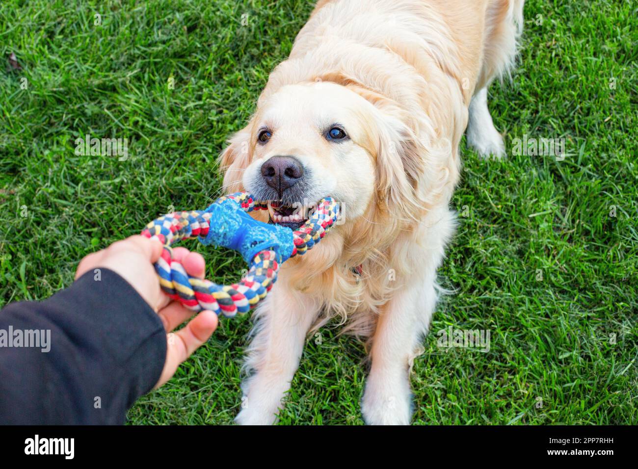 Golden retriever playing with toy hi-res stock photography and images ...