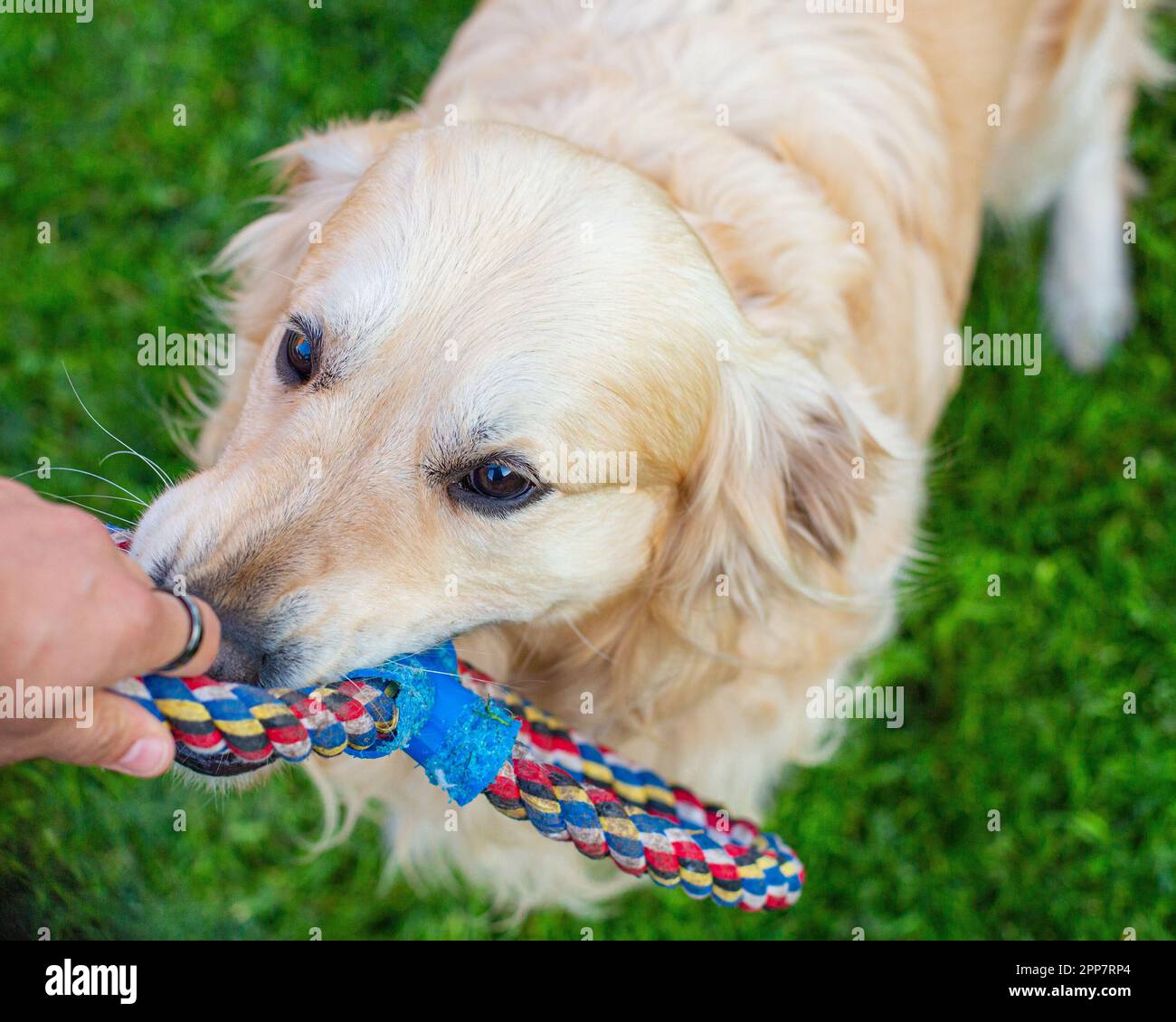 Golden retriever playing hi-res stock photography and images - Alamy