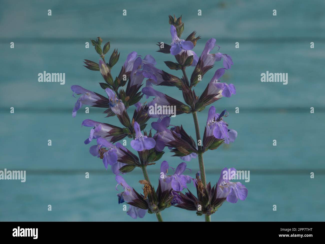 Sage flowers (Salvia officinalis) in full bloom with petals and buds ...