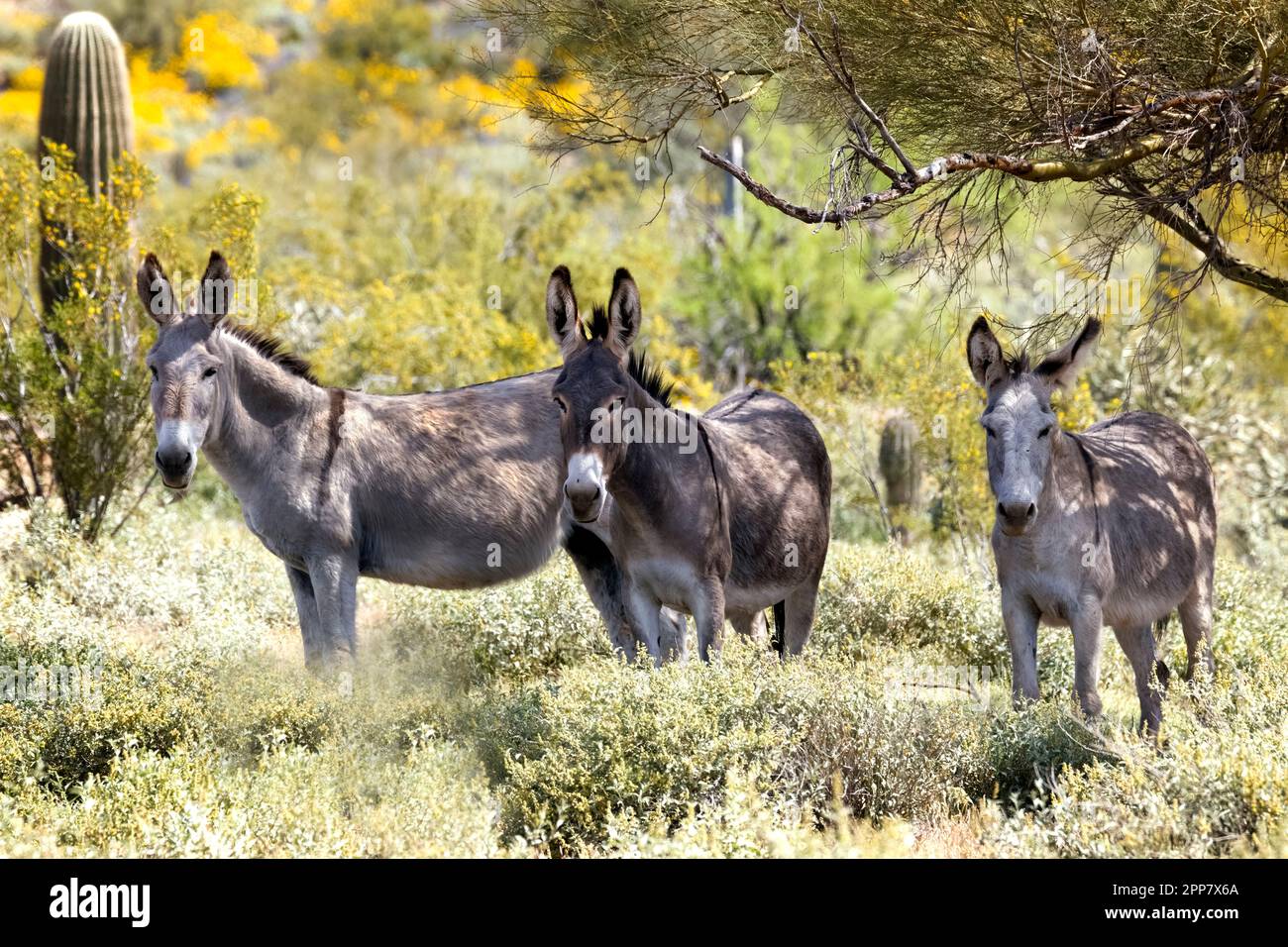 Wild burros abandoned by the early Arizona miners. They have survived ...