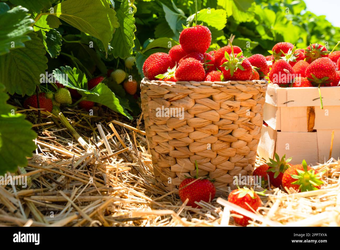 Strawberry field on fruit farm. Fresh ripe organic strawberry Stock ...