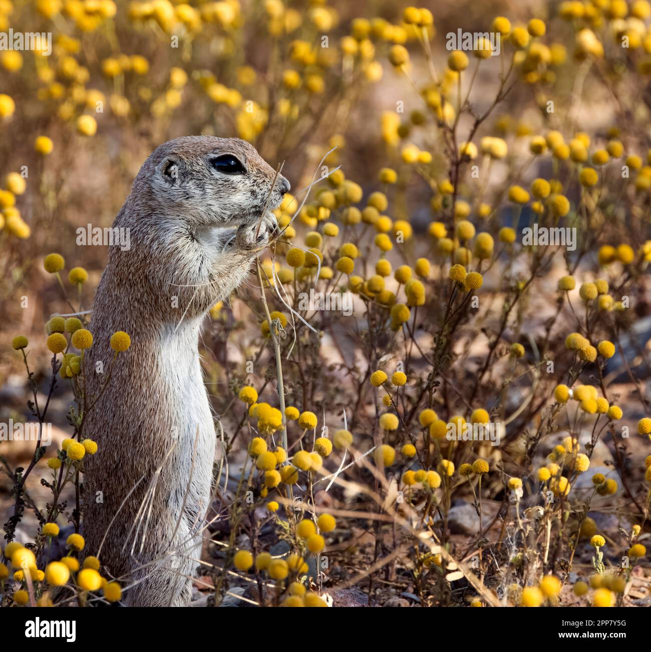 Ground squirrel enjoying the Arizona Spring super bloom Stock Photo - Alamy